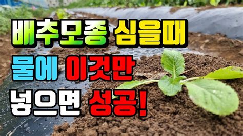 나파 양배추 모종 심기 모범 사례