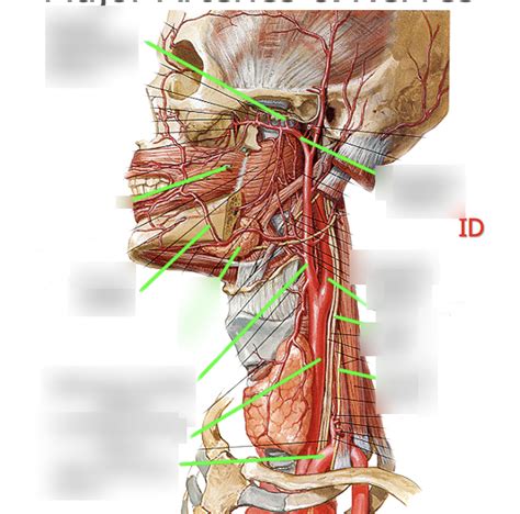 Major Arteries And Nerves Diagram Quizlet