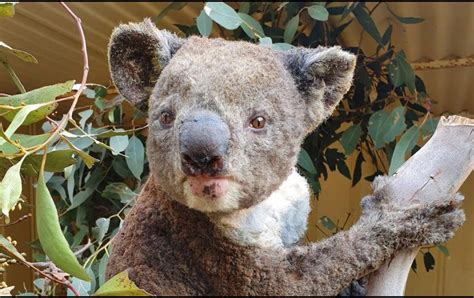 Incendios En Australia Matan A Mitad De Los Koalas Clave Para Su