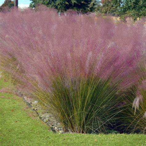 2 Herbes Aux épis Roses Muhlenbergia Capillaris