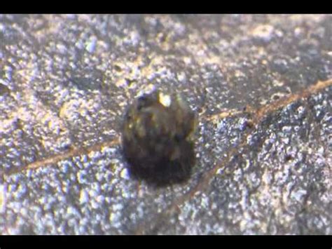 カタツムリトビケラ幼虫 YouTube