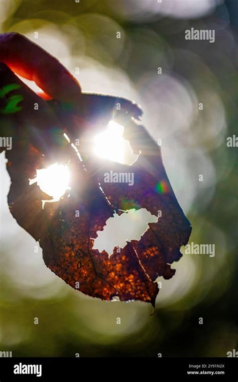 Leaf With A Horror Expression On Its Face In Millersylvania State Park Washington State Usa