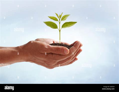 Hands Holding A Small Plant Stock Photo Alamy