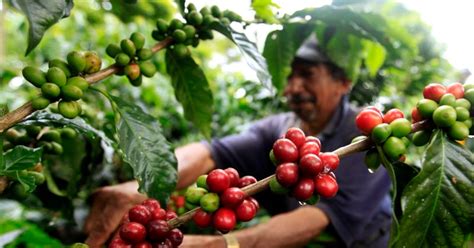 Récord Histórico Producción De Café Colombiano Aumentó Un 22 En Los