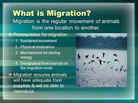 Animal Migration Ppt Video Online Download