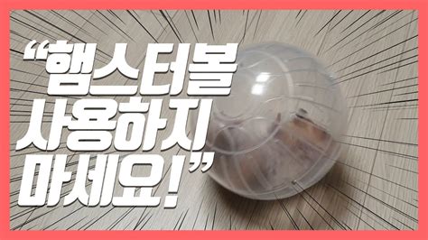 햄스터볼은 학대입니다 햄스터볼이 학대인 이유 10가지 Youtube