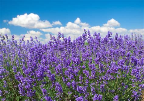 18,185 Sky Blue Lavender Stock Photos - Free & Royalty-Free Stock ...