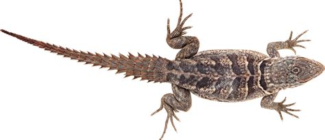 Dragon Armadillo Lizard Wallpapers Wallpaper Cave