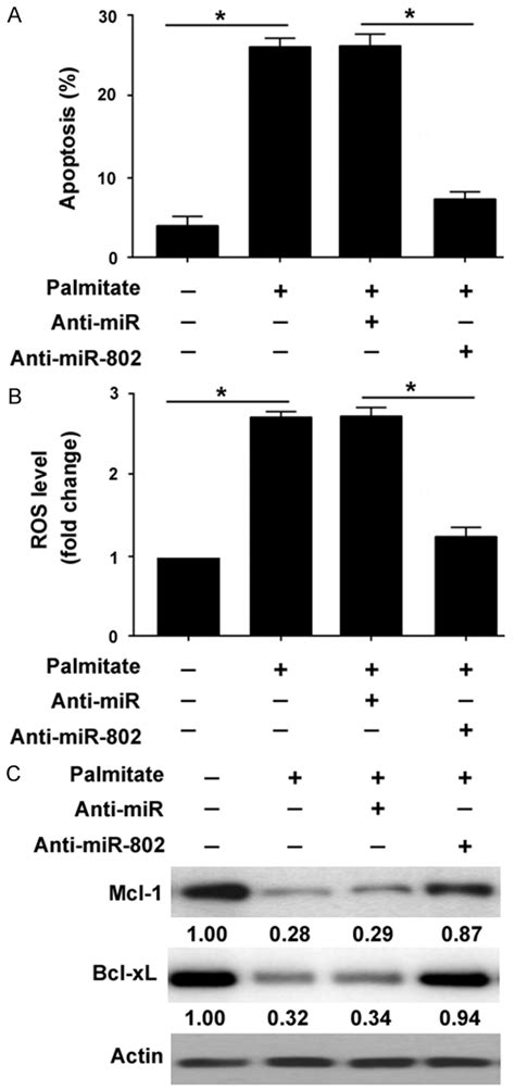 Depletion Of Mir 802 Attenuates Palmitate Induced Apoptosis And