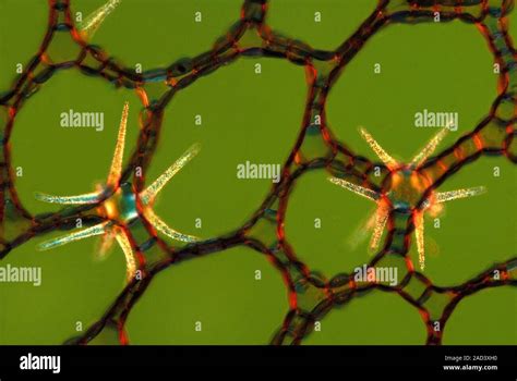 Polarised Light Micrograph Of A Transverse Section Of A Water Lily
