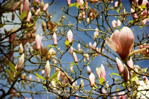 Magnolia Liliflora