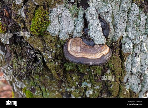 Fomes Fomentarius Fungus On A Quercus Vulcanica Tree Fomes Fomentarius