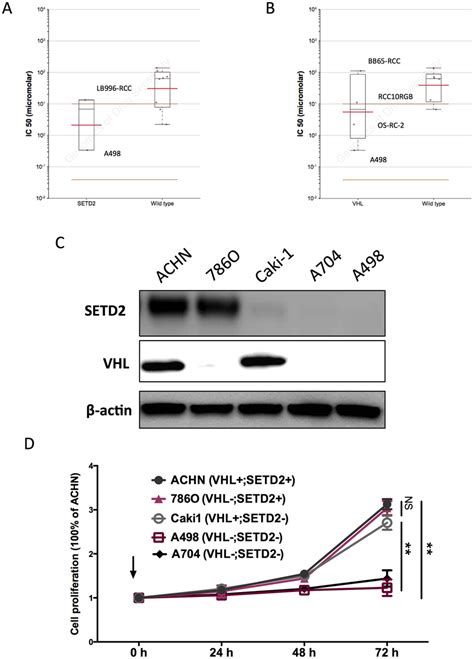 Tgx221 Selectively Inhibited Rcc Cells With Both Vhl And Setd2