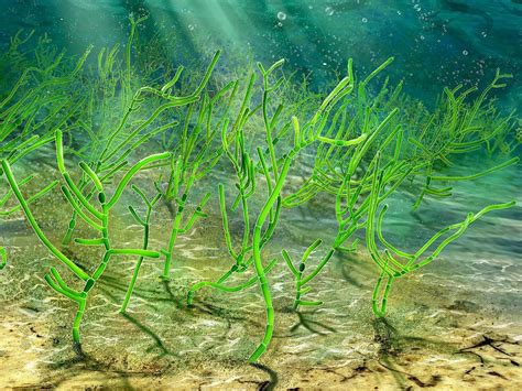Where Did Plants Come From This Ancient Algae Offers Clues Wired