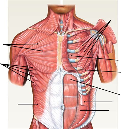 Abdominal Wall Muscles Diagram Quizlet