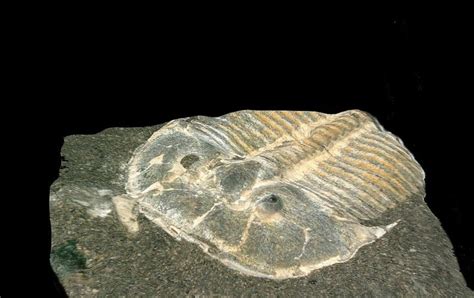 A 429 Million Year Old Trilobite Had Eyes Like Those Of Modern Bees