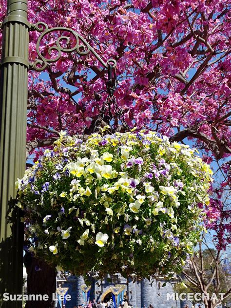 Suzanne Lee Disneyland Resort Update Of MiceChat