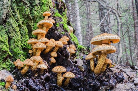 Unusual Mushrooms Growing On A Tree Trunk Stock Image Image Of Trunk