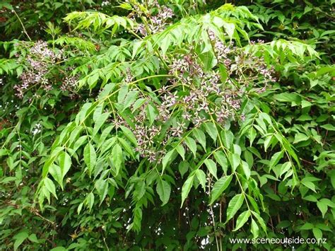 Melia Plant Alchetron The Free Social Encyclopedia