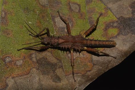 Spiny Stick Insect Phasmid Male Tisamenus Sp Project Noah