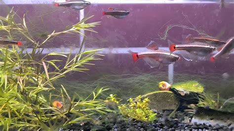 白云金丝鱼 鲲 Kun fish