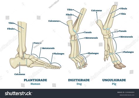 Phalanges Labeled