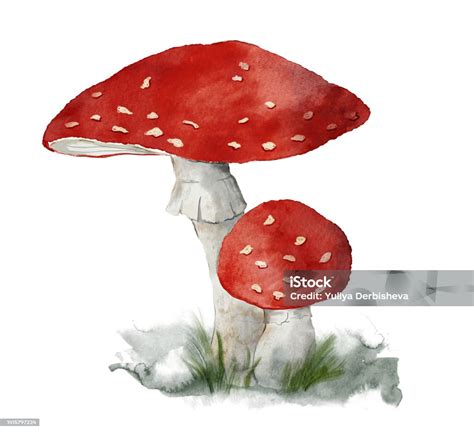 파리 아가릭의 수채화 버섯 카드 흰색 배경에 고립 된 손으로 그린 식물 디자인 인쇄 직물 또는 배경을위한 식물 숲 삽화 0명에