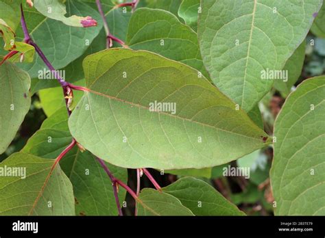 Fallopia Bohemica Reynoutria Japonica Wild Plant Shot In Summer
