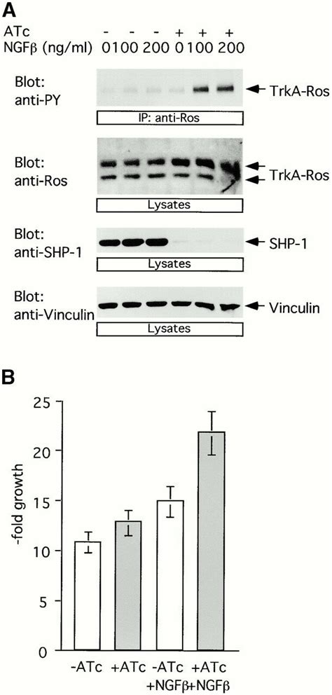 Shp 1 Inhibits Ros Dependent Cell Growth And Transformation A Nih3t3