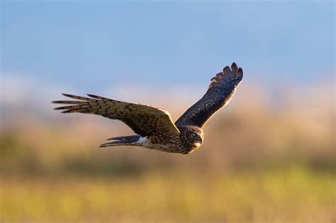 매우 아름 다운 빛 여성 북부 해리 어의 보기를 닫고 샌 프란 시스 코 베이 근처 야생에서 본 갈색에 대한 스톡 사진 및 기타 이미지 Istock