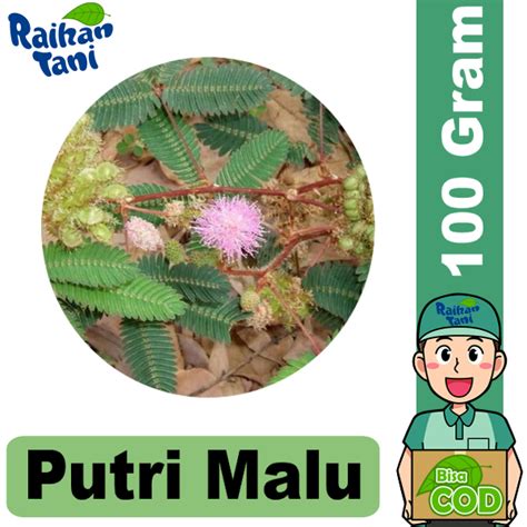 Jual Putri Malu Tanaman Daun Akar Batang 100 Gram Shopee Indonesia