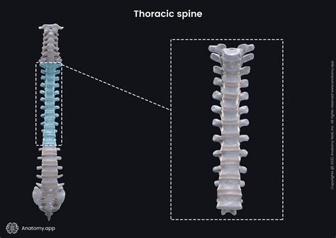 Thoracic Vertebrae Encyclopedia Anatomy App Learn Anatomy 3d Models Articles And Quizzes