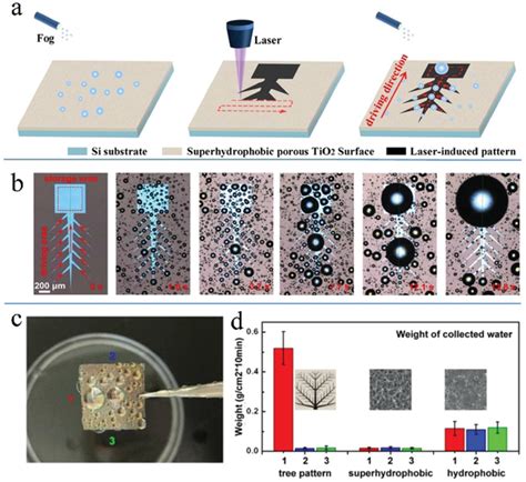 A Schematic Illustration For The Fabrication Process Of Bioinspired Download Scientific
