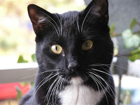 Усы у кота Cute Cats Pretty Cats Cat Adoption