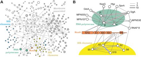 crosslink based protein interaction map of m pneumoniae proteome a