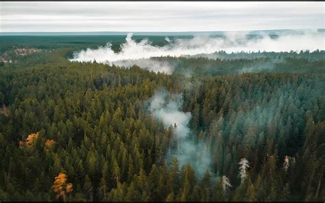 Premium Ai Image An Image Of Fire Smoke In Forest Ai Generated