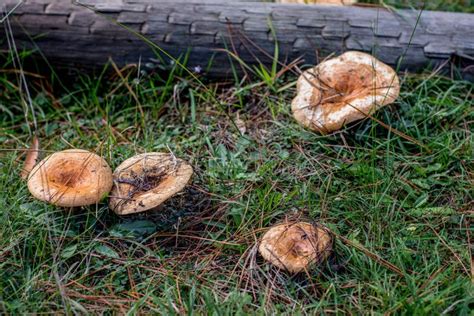 L Automne Chasse Au Champignon Lactarius Deliciosus De Champignons De