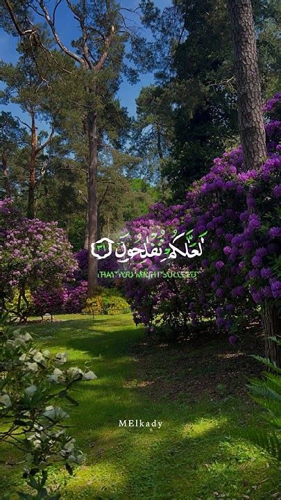 أجواءُ الصباحِ مع القُرآن، أجواء مُؤْنِسة طيّبة💚 اكسبلور راحةنفسية