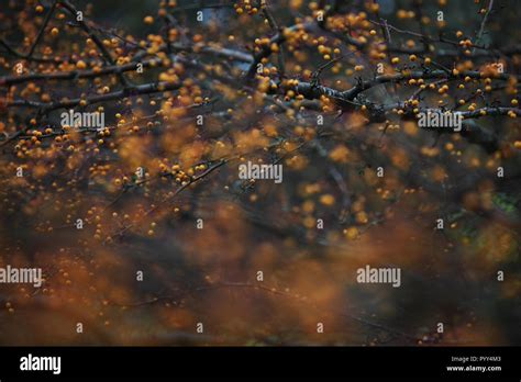 Tree With Orange Berries Stock Photo Alamy