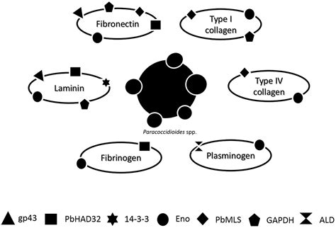 Paracoccidioides Brasiliensis Life Cycle