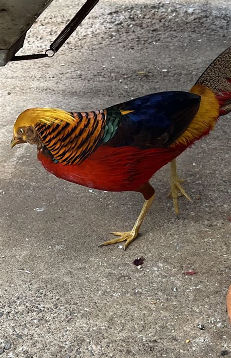 Sharp Caught In The Wild In Full Pimp Attire Rnojumper