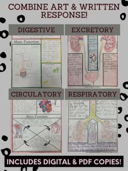 Human Body Systems Guided Science One Pager Bundle By Building Brix Of