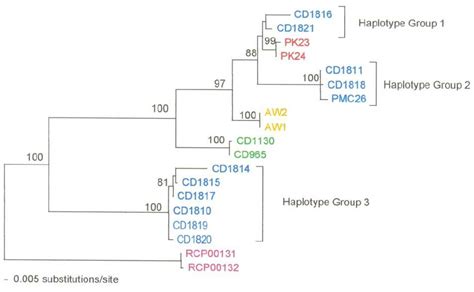 Maximum Likelihood Tree Based On Control Region Data For 19 Download Scientific Diagram