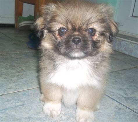 Poze Cu Caini Rasa Pekingese Anunturi Vanzare Catei De Rasa