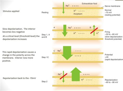Electrolyte Imbalances Flashcards Quizlet