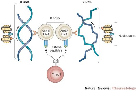 Understanding High Anti Dsdna Levels Fit Netion