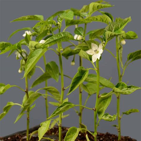 Shop The Vegetable 6 Pack For A Variety Of Veggies Stodels