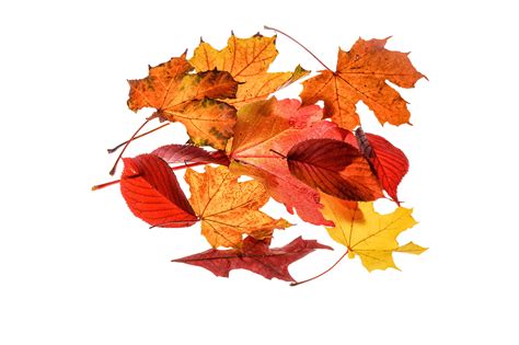 Automne Png