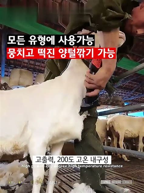 전문가용 전동양털깎기 양모 바리깡 클리퍼 Youtube