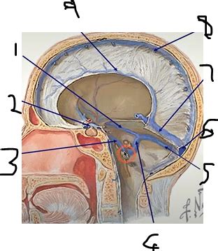 PAL Models Nervous System CNS Flashcards Quizlet
